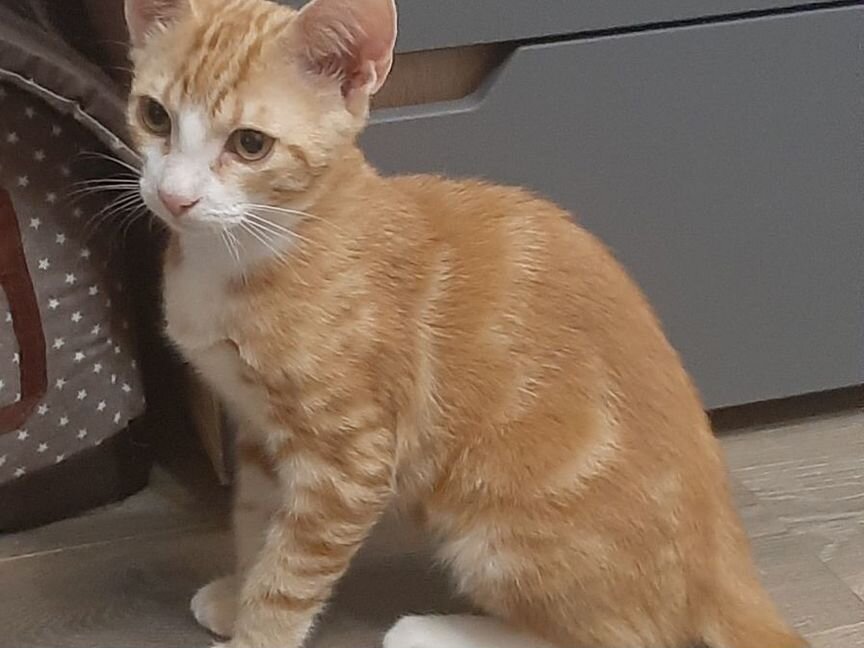 Рыжий котенок