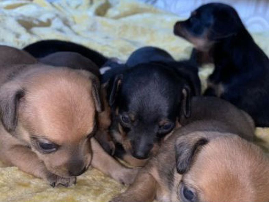 Щенки мини той-терьера