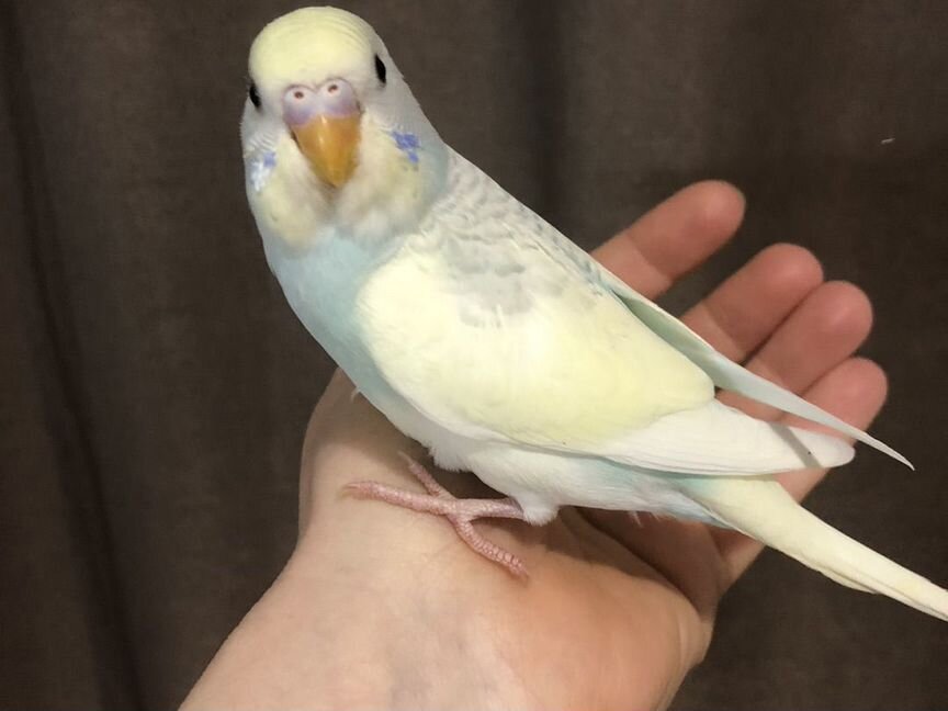 Ручной птенчик волнистого попугая