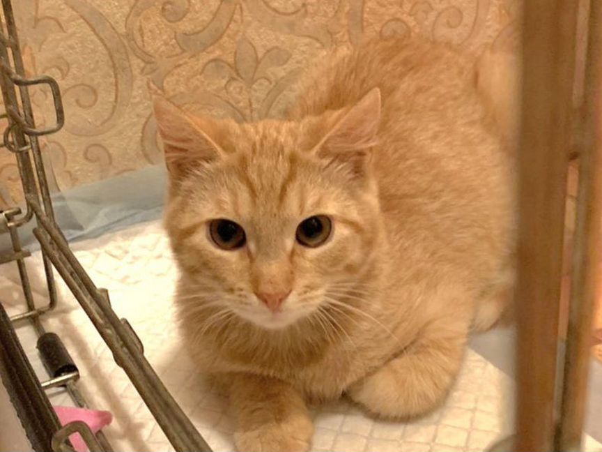 Рыжий котенок