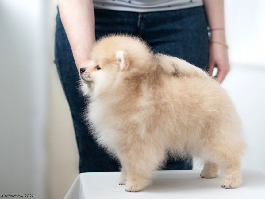 Щенки шпица