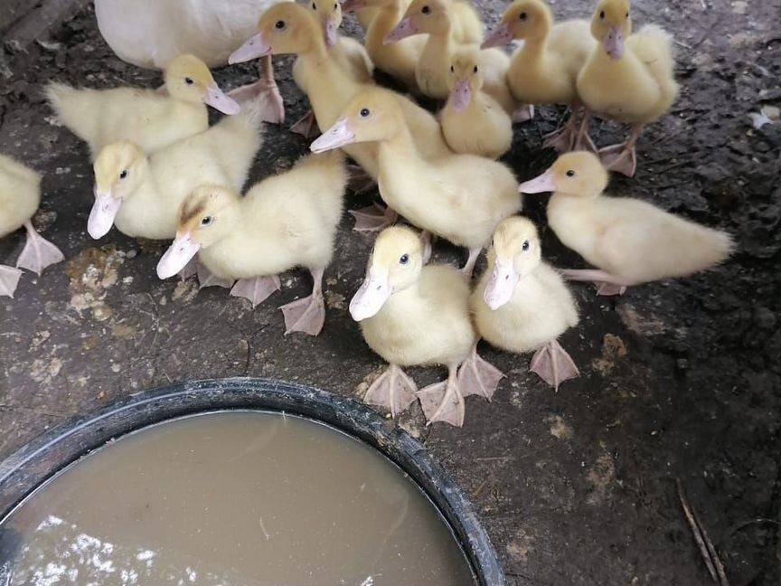 Утята шипуны