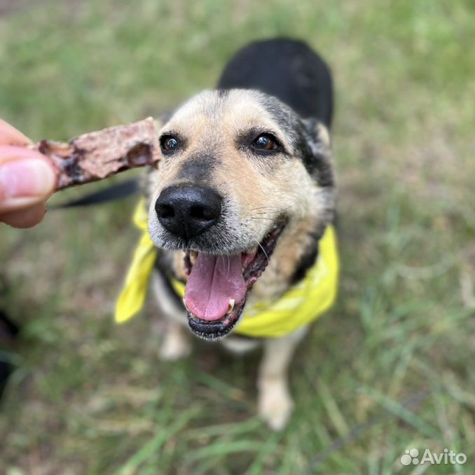 Самый смешной и милый пёс ищет дом