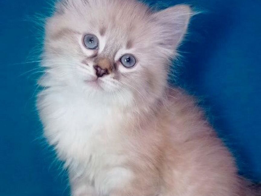 Мальчик рэгдолл