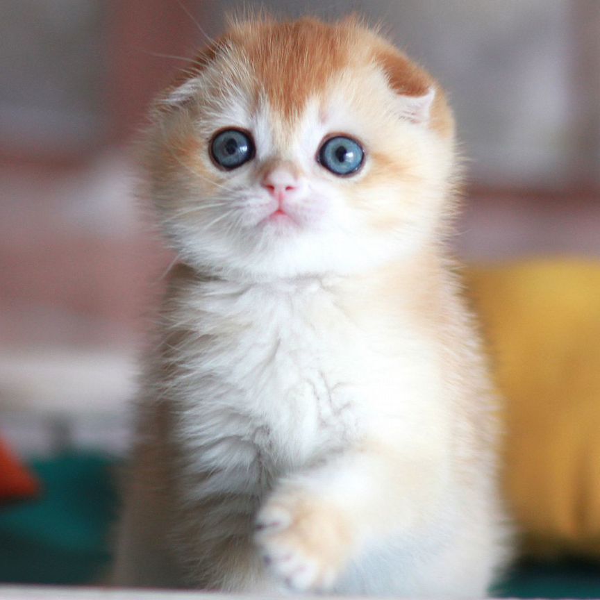 Шотландский вислоухий короткошёрстный котёнок
