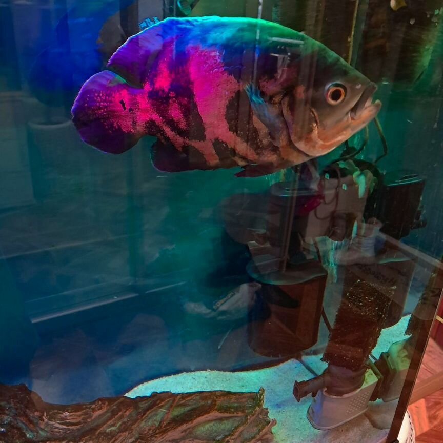 Астронотус самец 3х лет