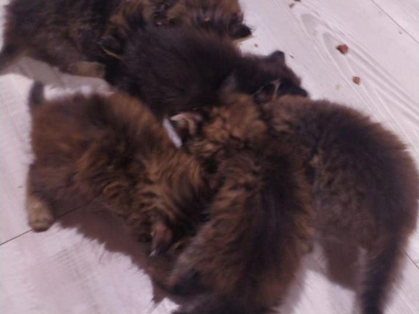 Котятки 1 мес в беде