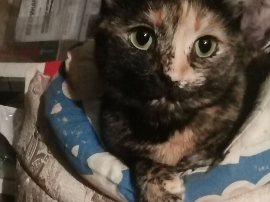 Кошка