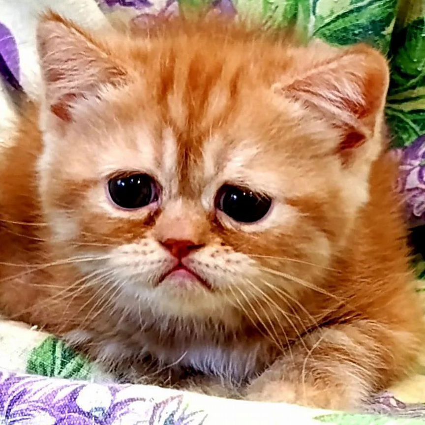 Шотландский прямоухий короткошёрстный котёнок