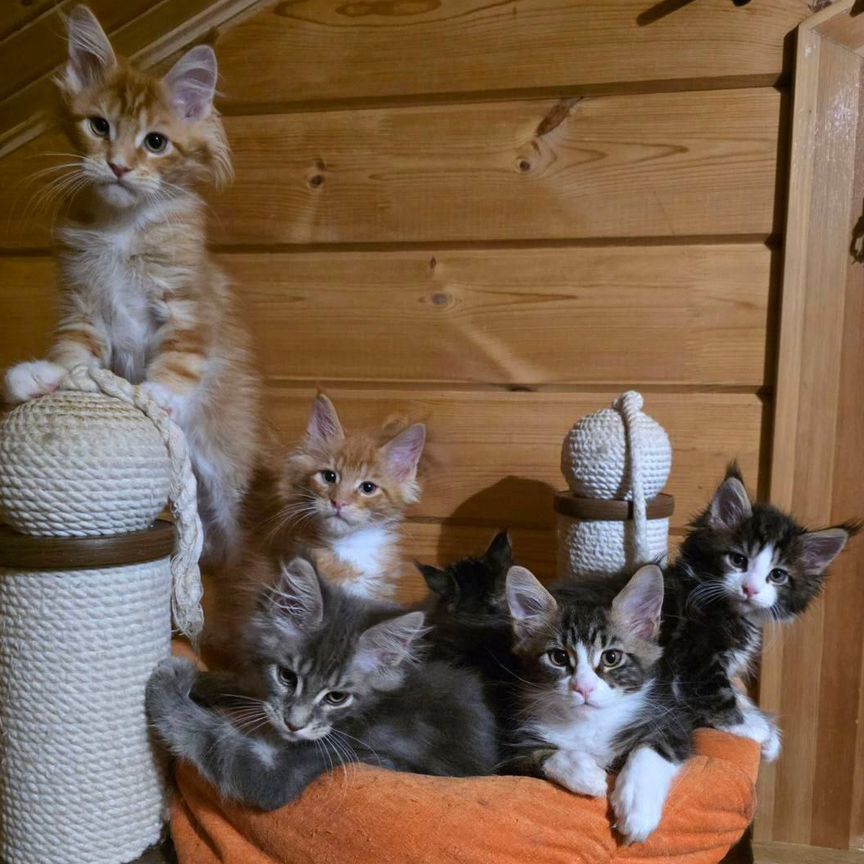 Мейн-кун котёнок