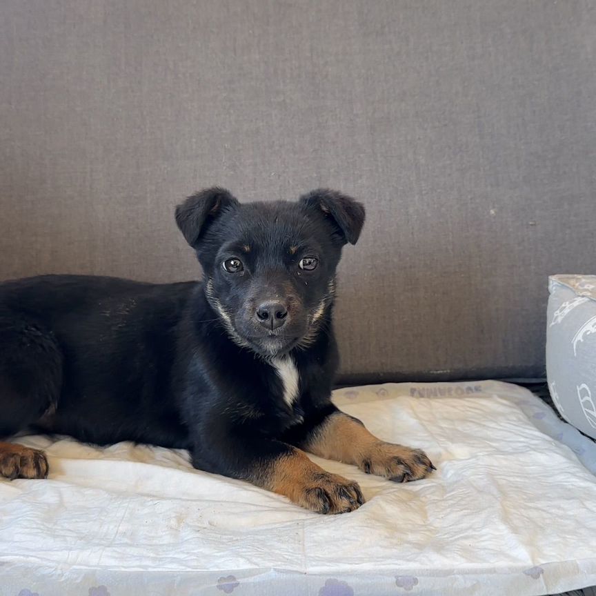 Щенок в добрые руки маленькая порода