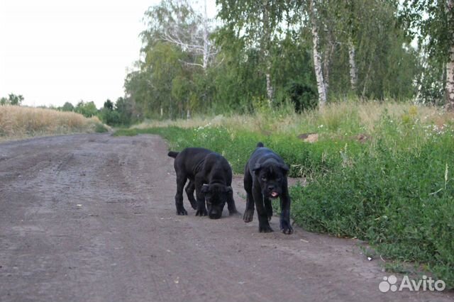 Щенки