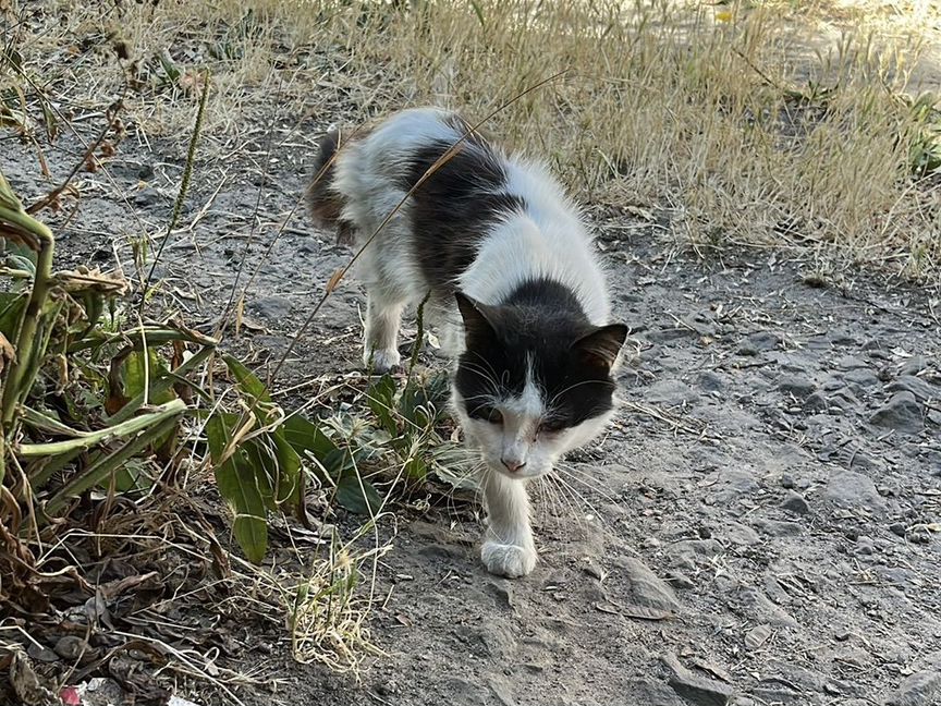 Безумно красивый кот в добрые руки