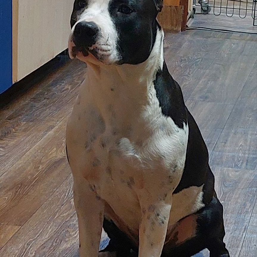 Американский стаффордширский терьер