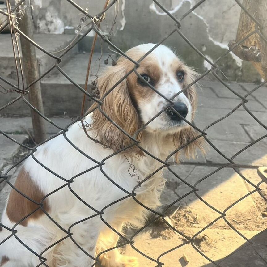 Собака спаниель девочка в добрые руки
