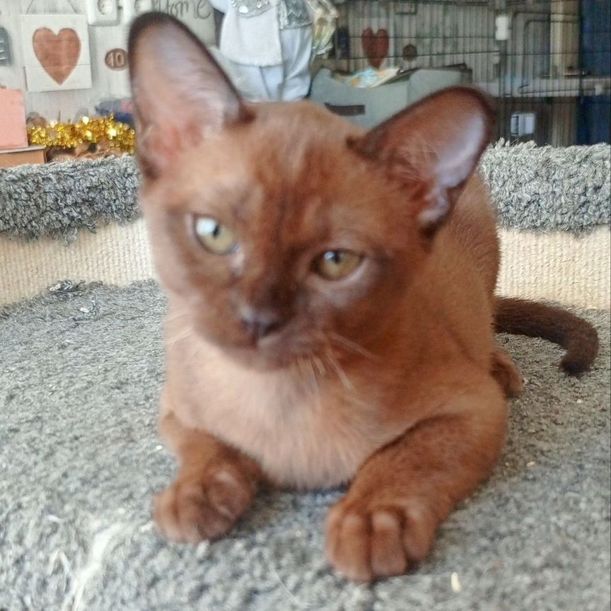 Кошечка соболь