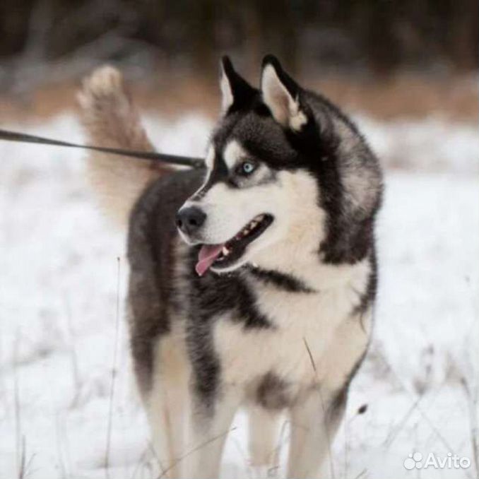 Сногшибательный Сириус, сибирский хаски., ищет дом