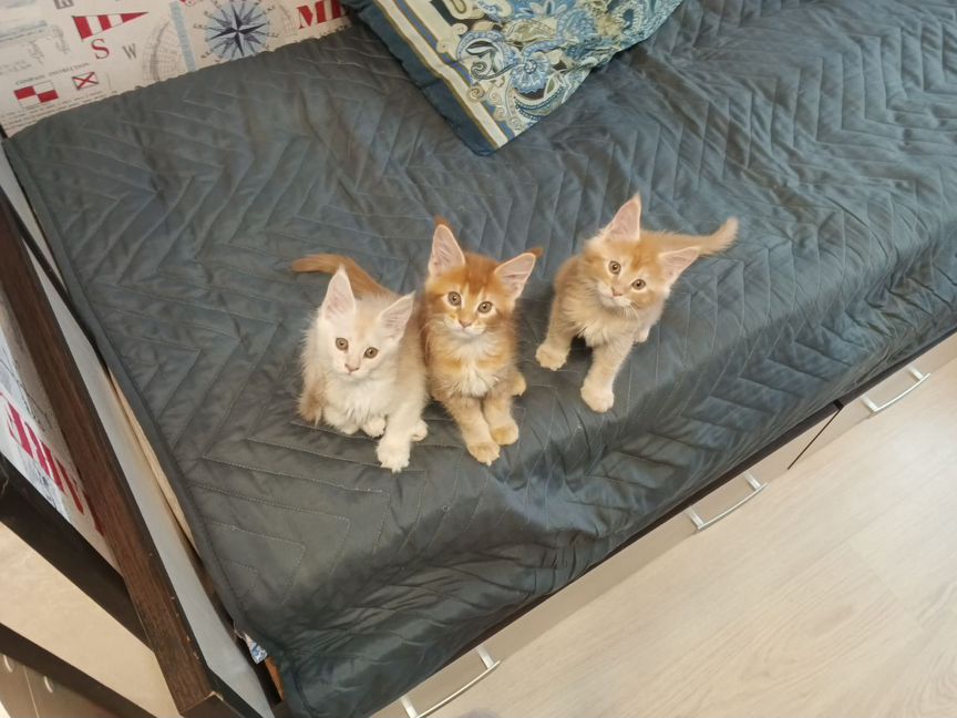Котята мейн-кун