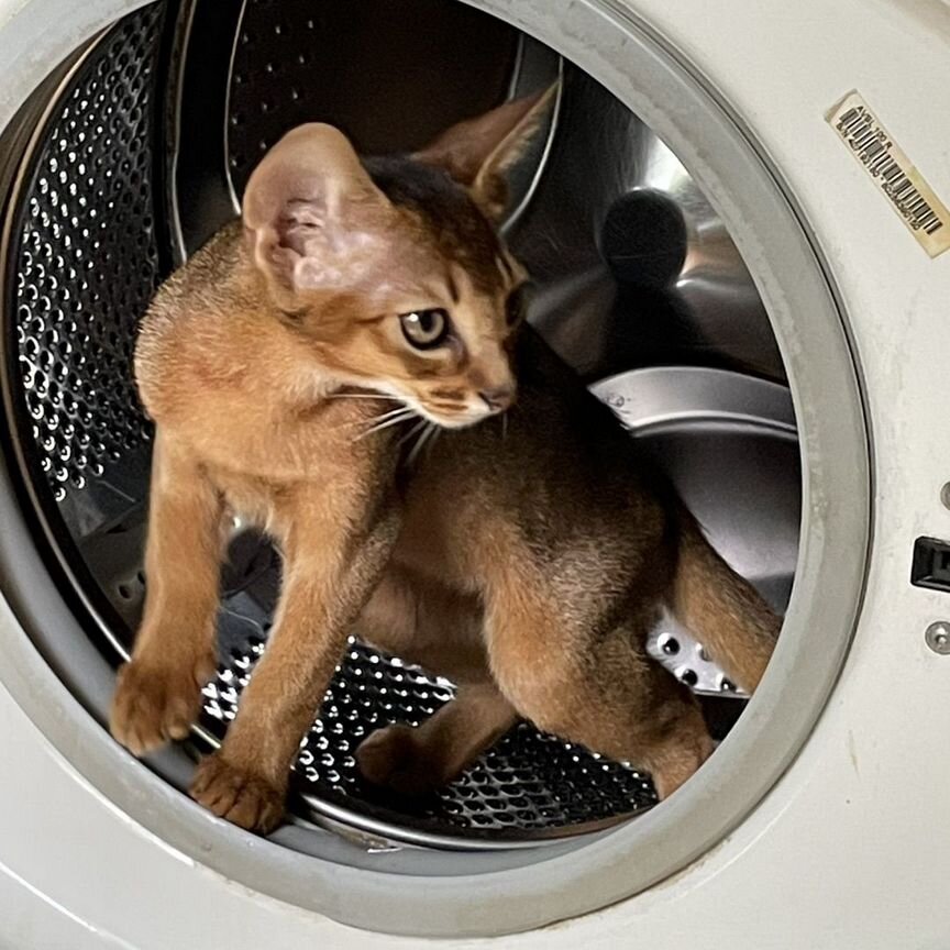 Продается аббисинский котенок