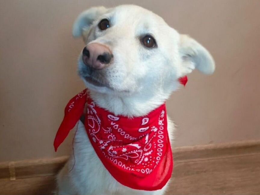 Снежка ищет дом