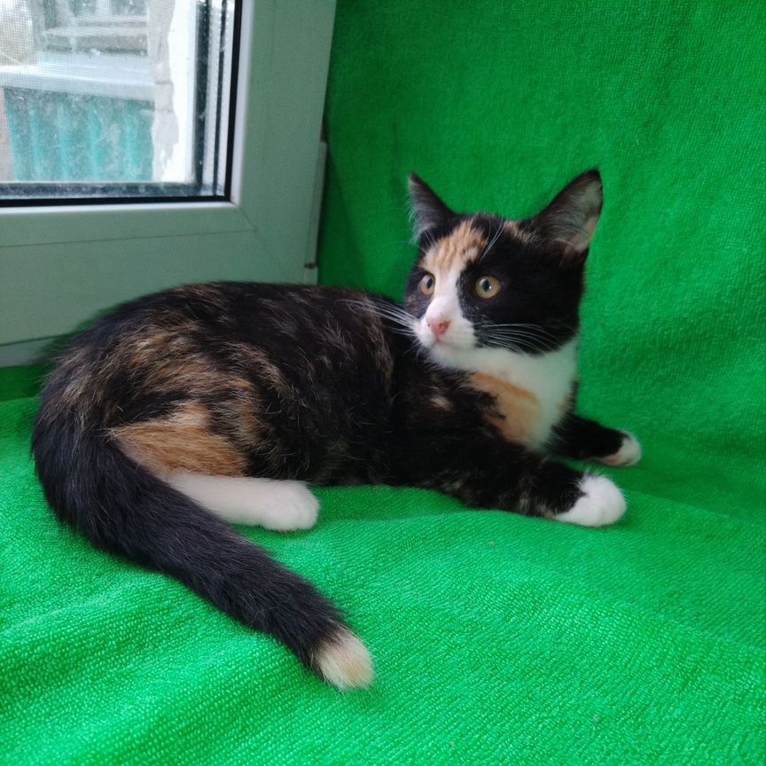 Красотка Лаура, 3,5 мес. В добрые ручки