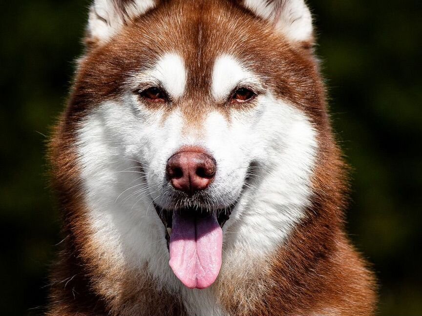 Хаски кобель вязка