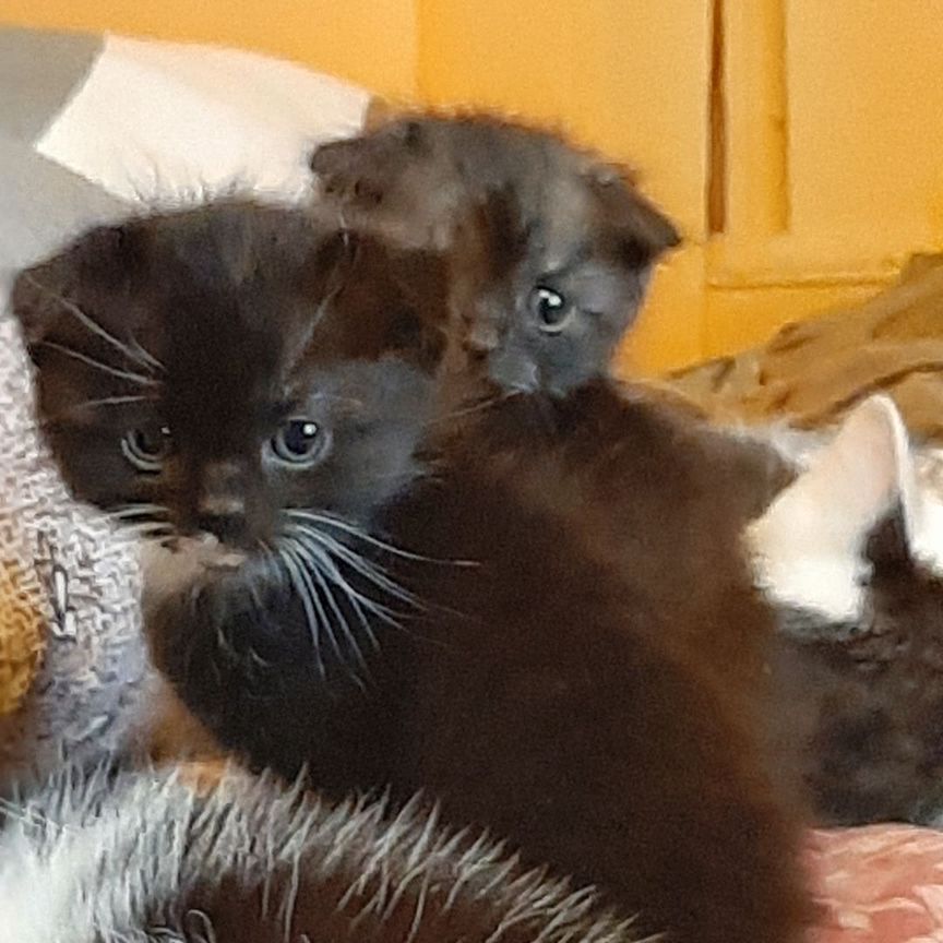 Котята вислоушки