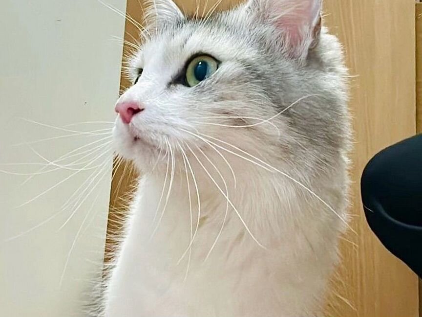 Молодая кошечка ищет дом
