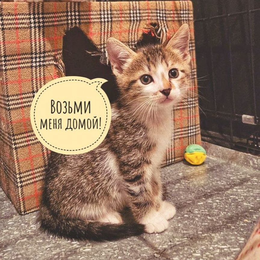 Котенок в добрые руки