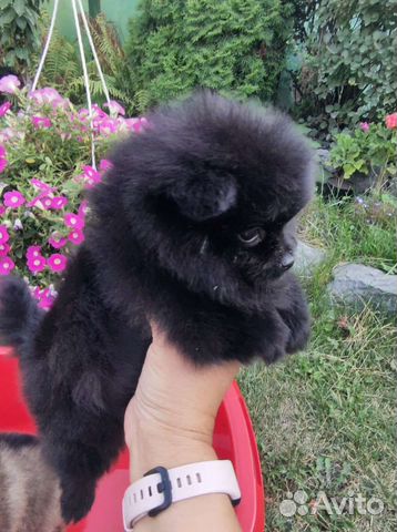 Шпиц цвергшпиц