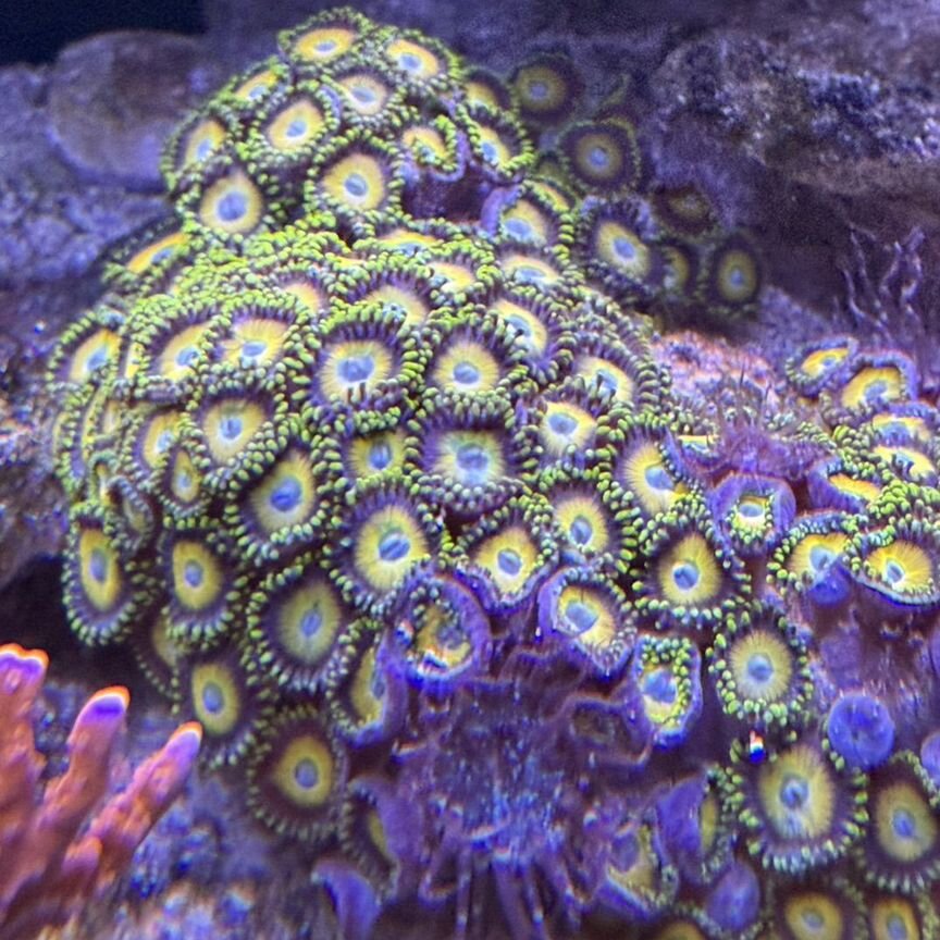 Живые кораллы для морского аквариума