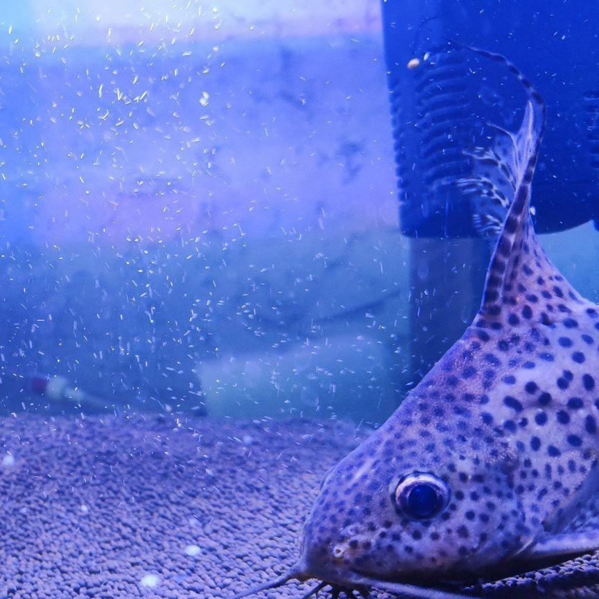 Синадонтис