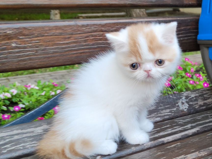 Продажа экзотических котят (мальчиков)