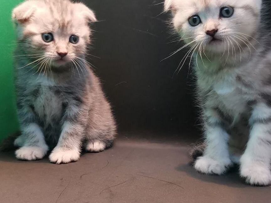 Шотландские вислоухие котята