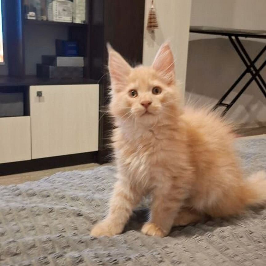 Котёнок мейн-кун