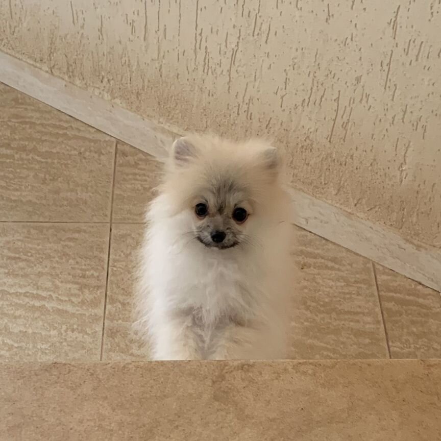 Померанец шпиц