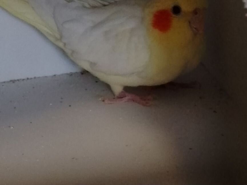 Попугай корелла ручной