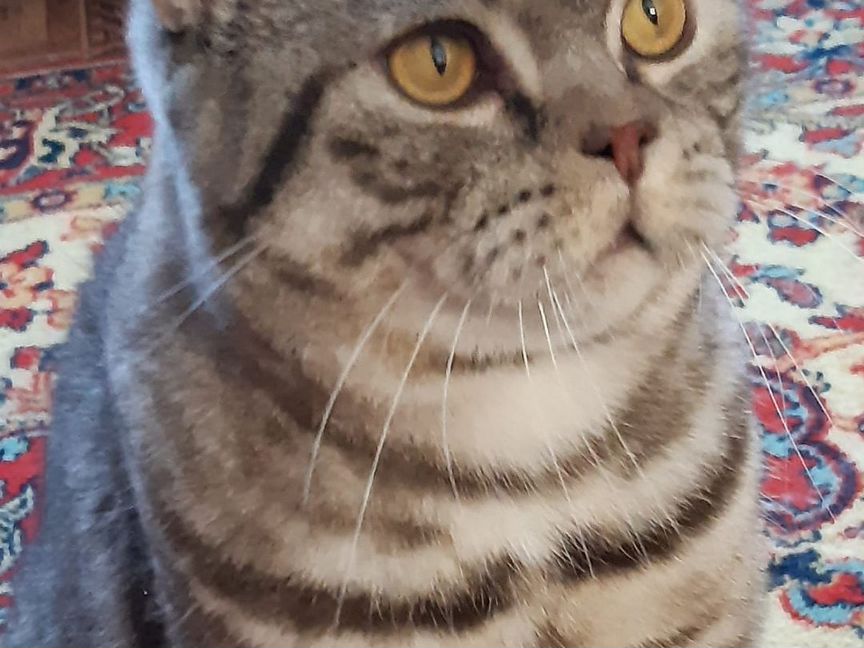 Шотландский кот