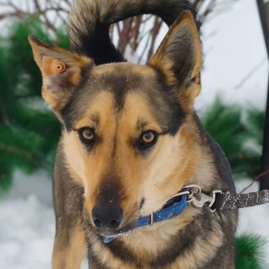 Взрослый пёс в добрые руки