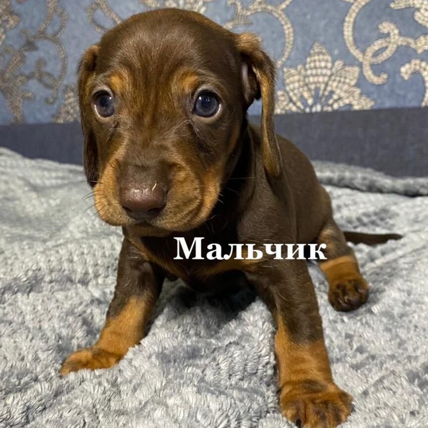 Такса, щенок