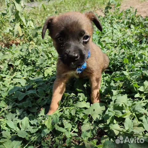Щенки вырастут мелкими