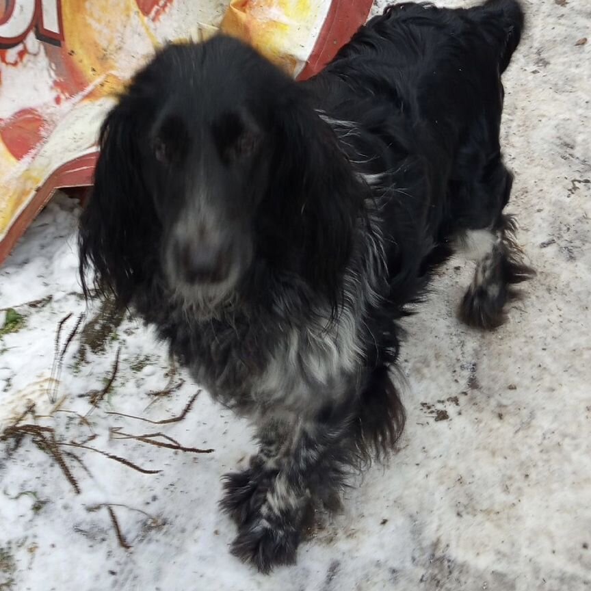 Взрослая собака в добрые руки