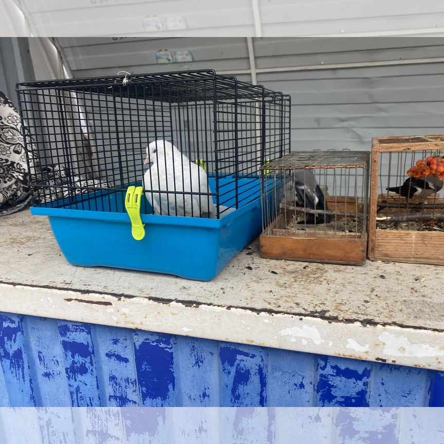 Голуби и снегири