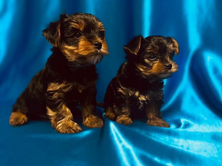 Йоркширский терьер щенки