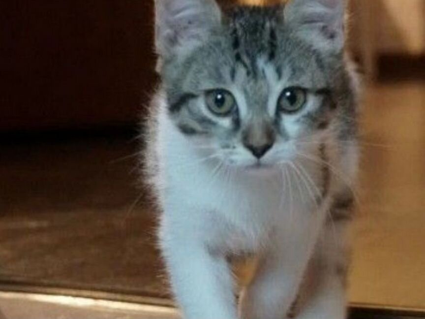 Котенок в дар 2 месяца мальчик привезу бесплатно