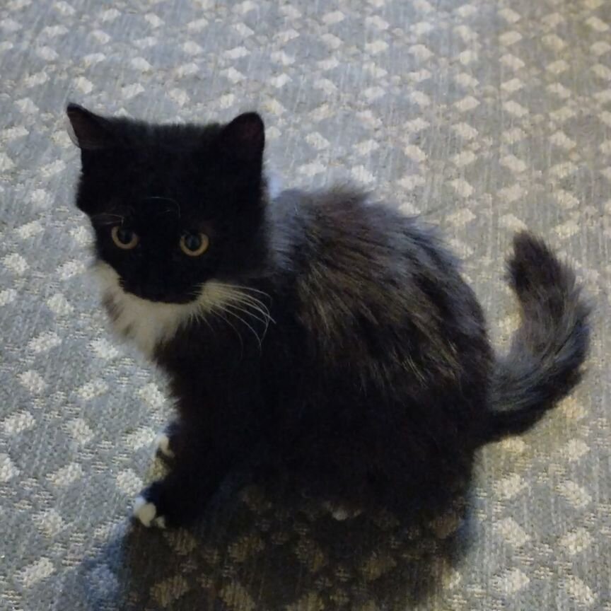 Маленькая кошечка Шанель ищет дом