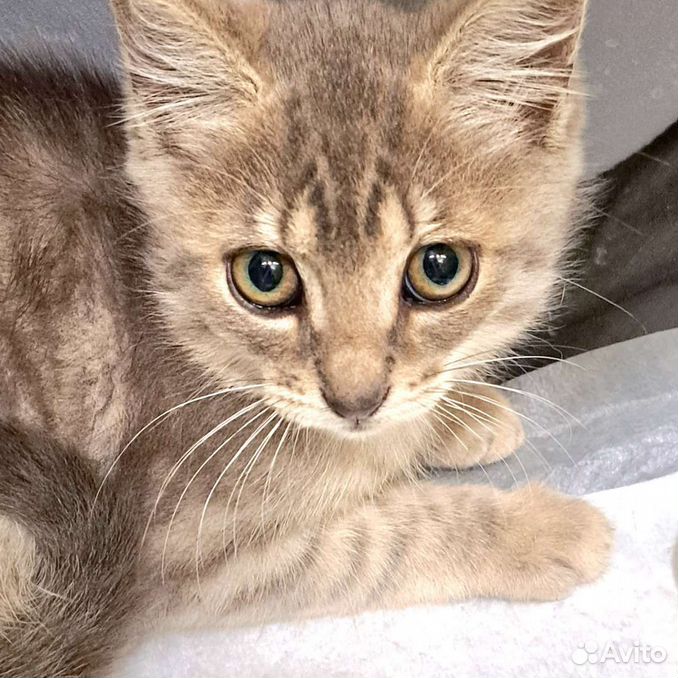 Котенок дымчатый в поиске дома бесплатно
