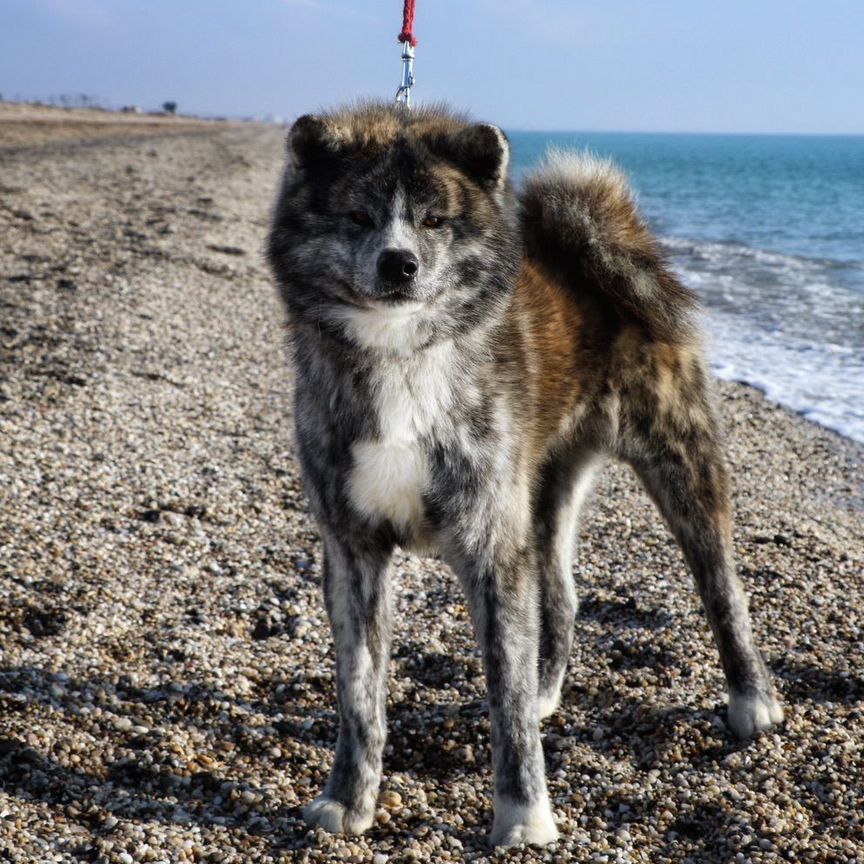 Тигровый Акита