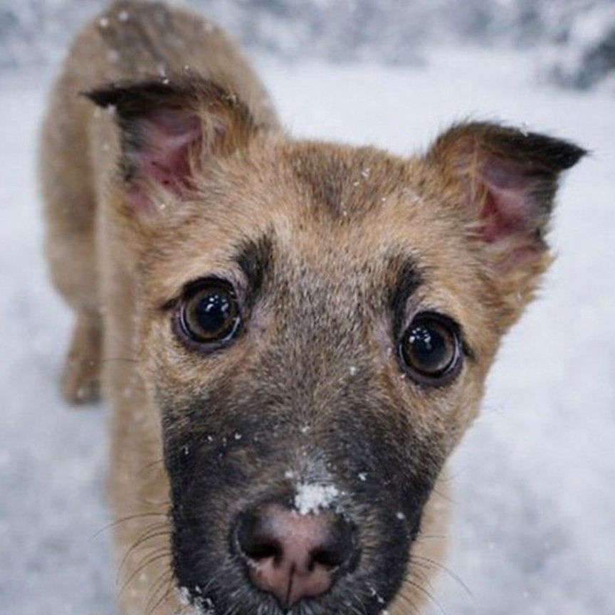Щенок в добрые руки