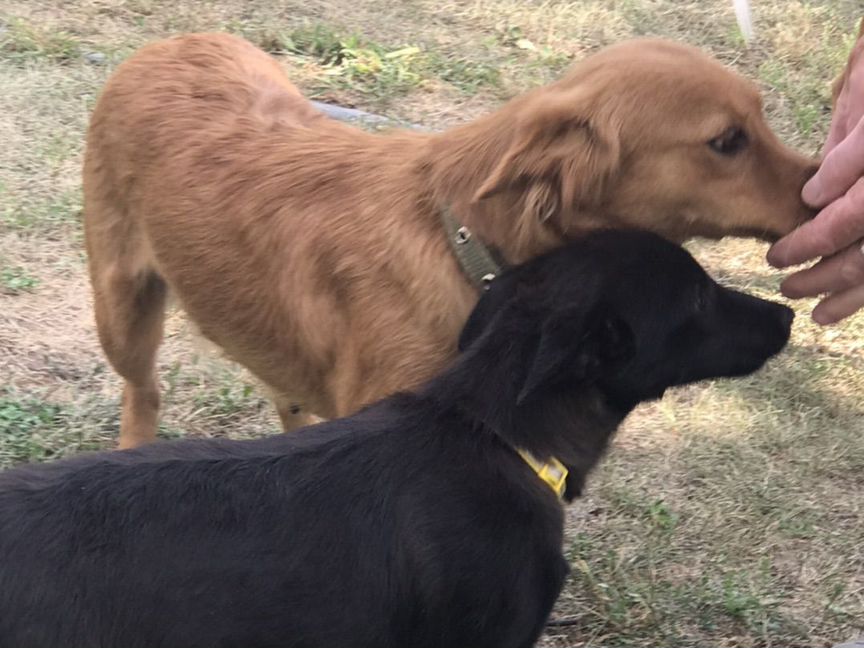 Собачки и щенок